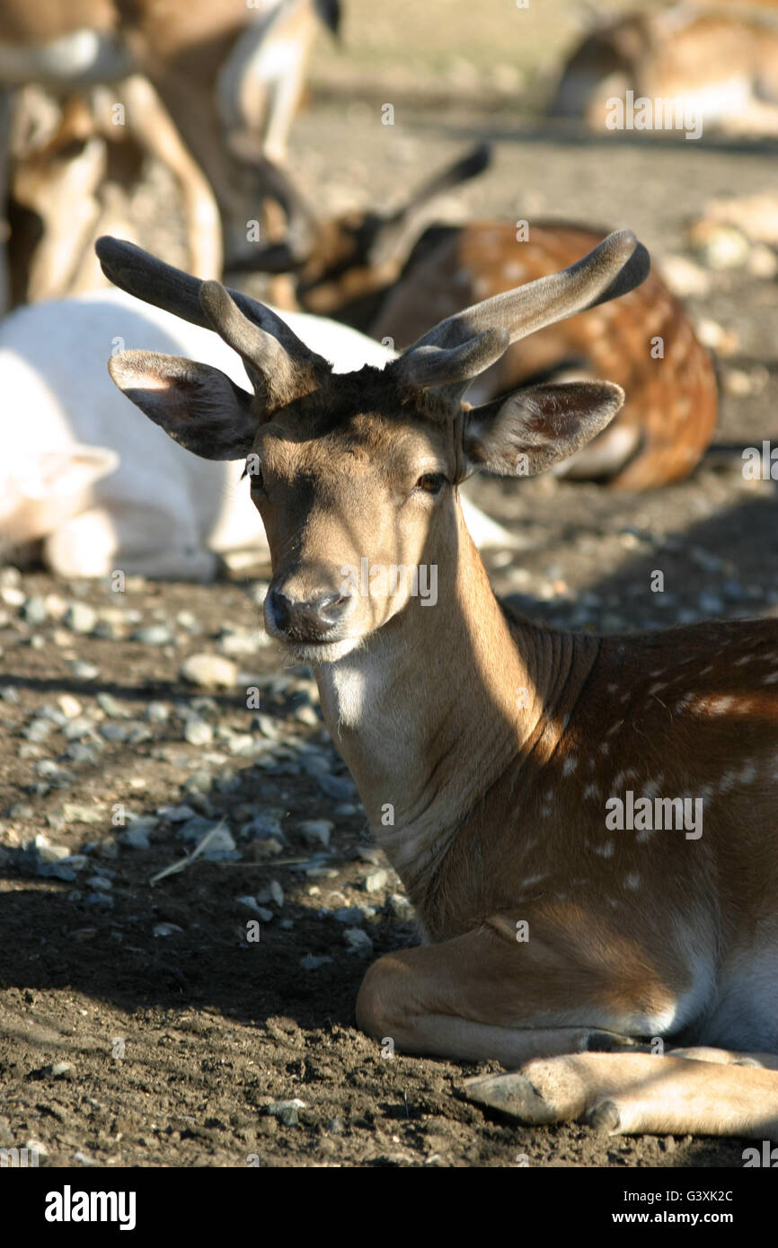 Fawn colour hi-res stock photography and images - Alamy