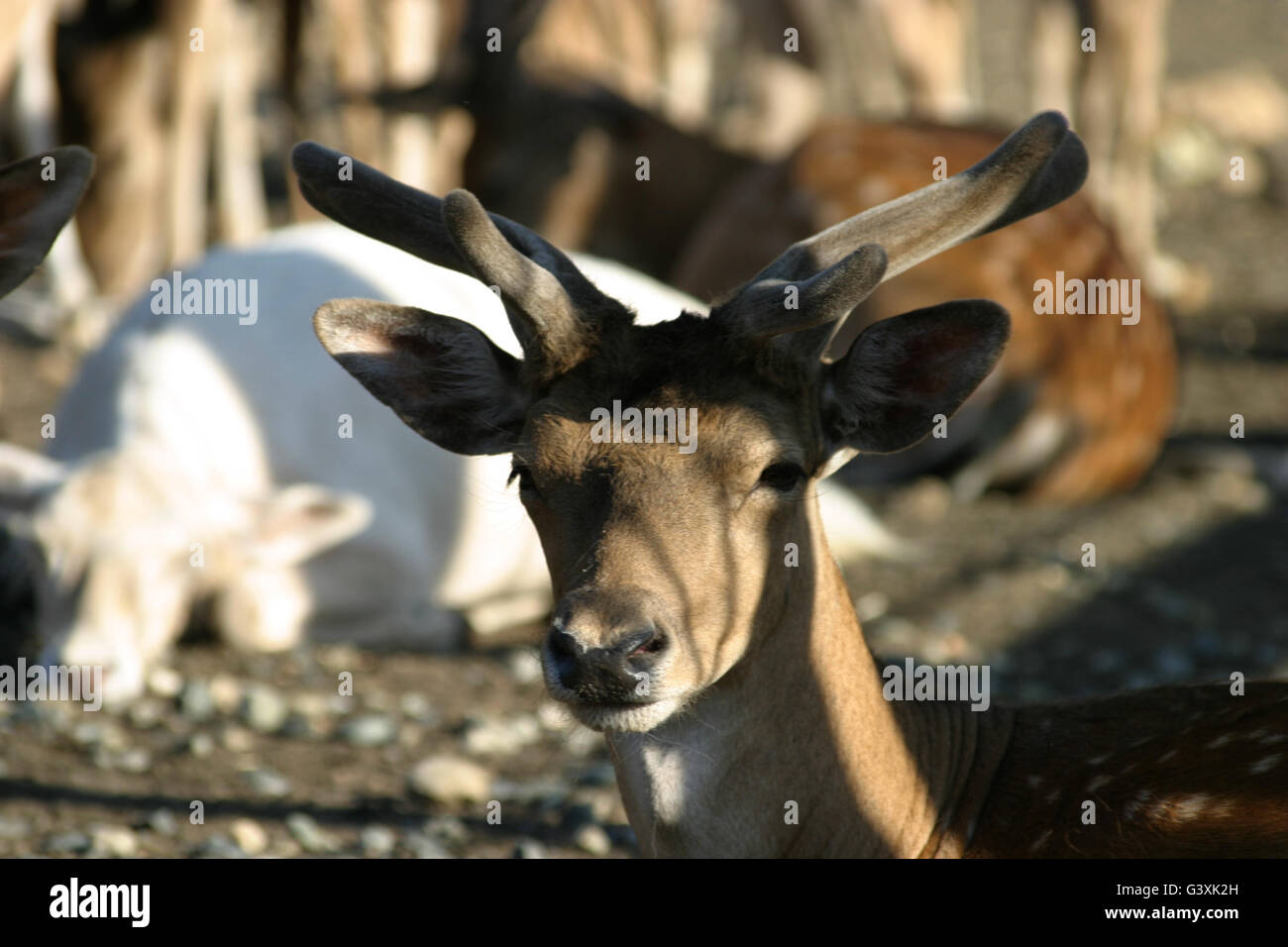 portrait of a fawn, brocket, cute animal, bamby Stock Photo - Alamy
