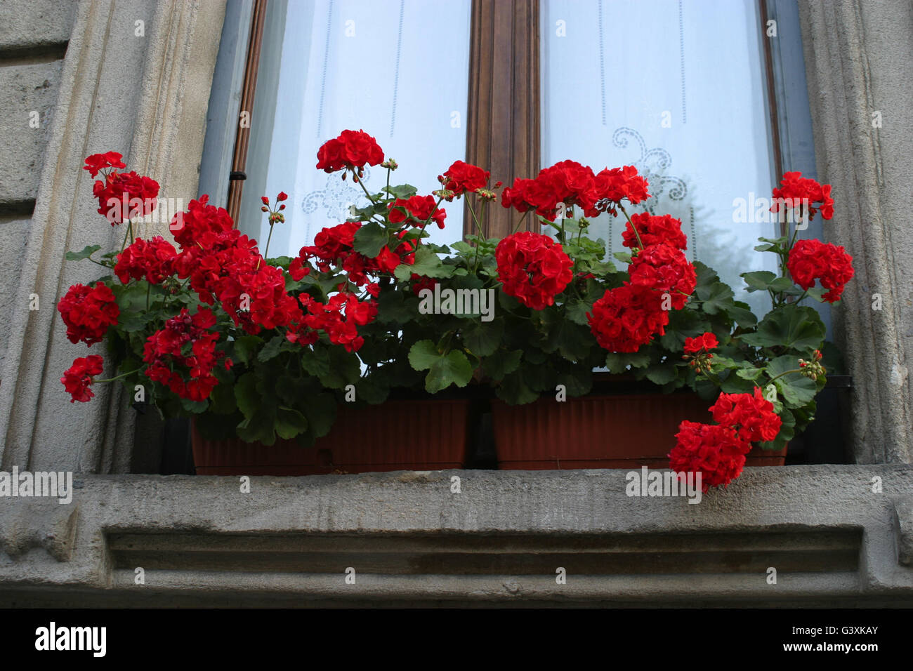 beautiful red geraniums on window sill Stock Photo - Alamy