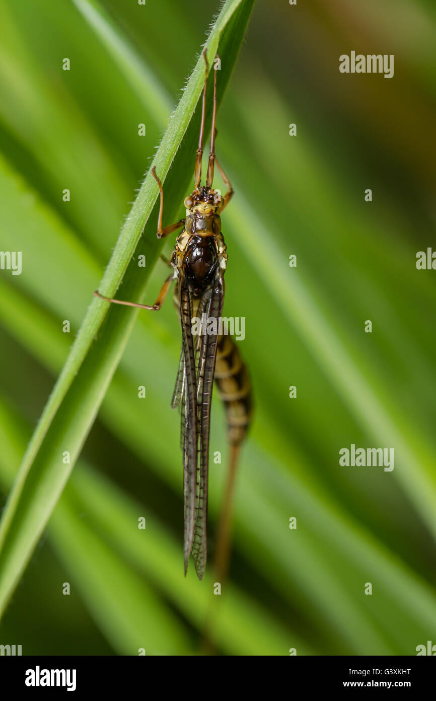 Ephemera vulgata hi-res stock photography and images - Alamy
