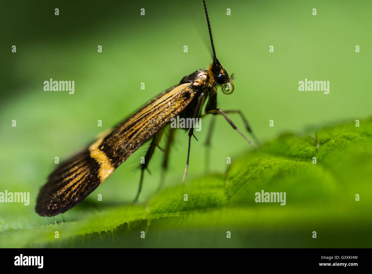 Yellow-barred Longhorn Moth (Nemophora degeerella) Also known as the ...