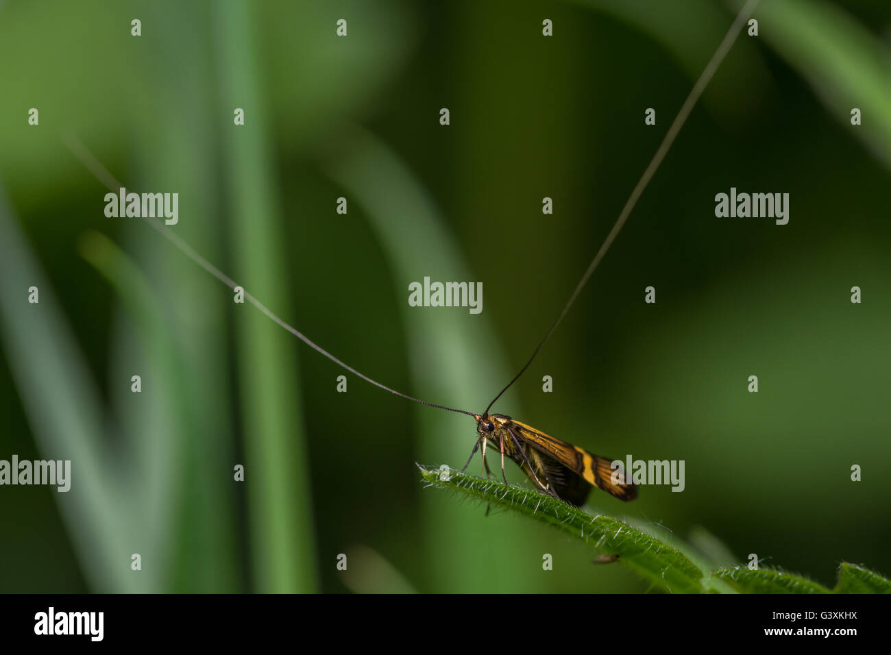 Yellow-barred Longhorn Moth (Nemophora degeerella) Also known as the ...