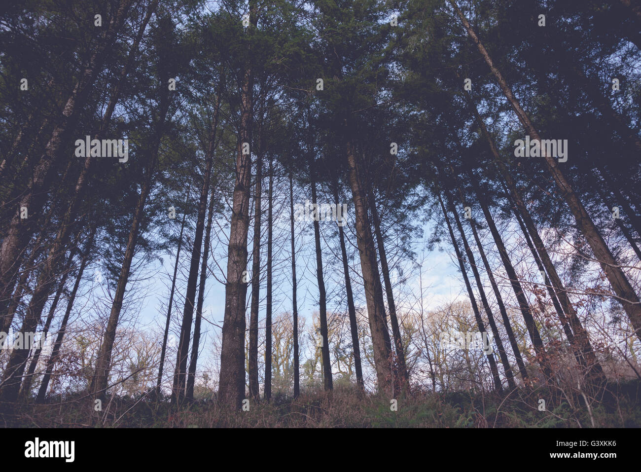 Group of tall trees viewed from below in winter Stock Photo - Alamy