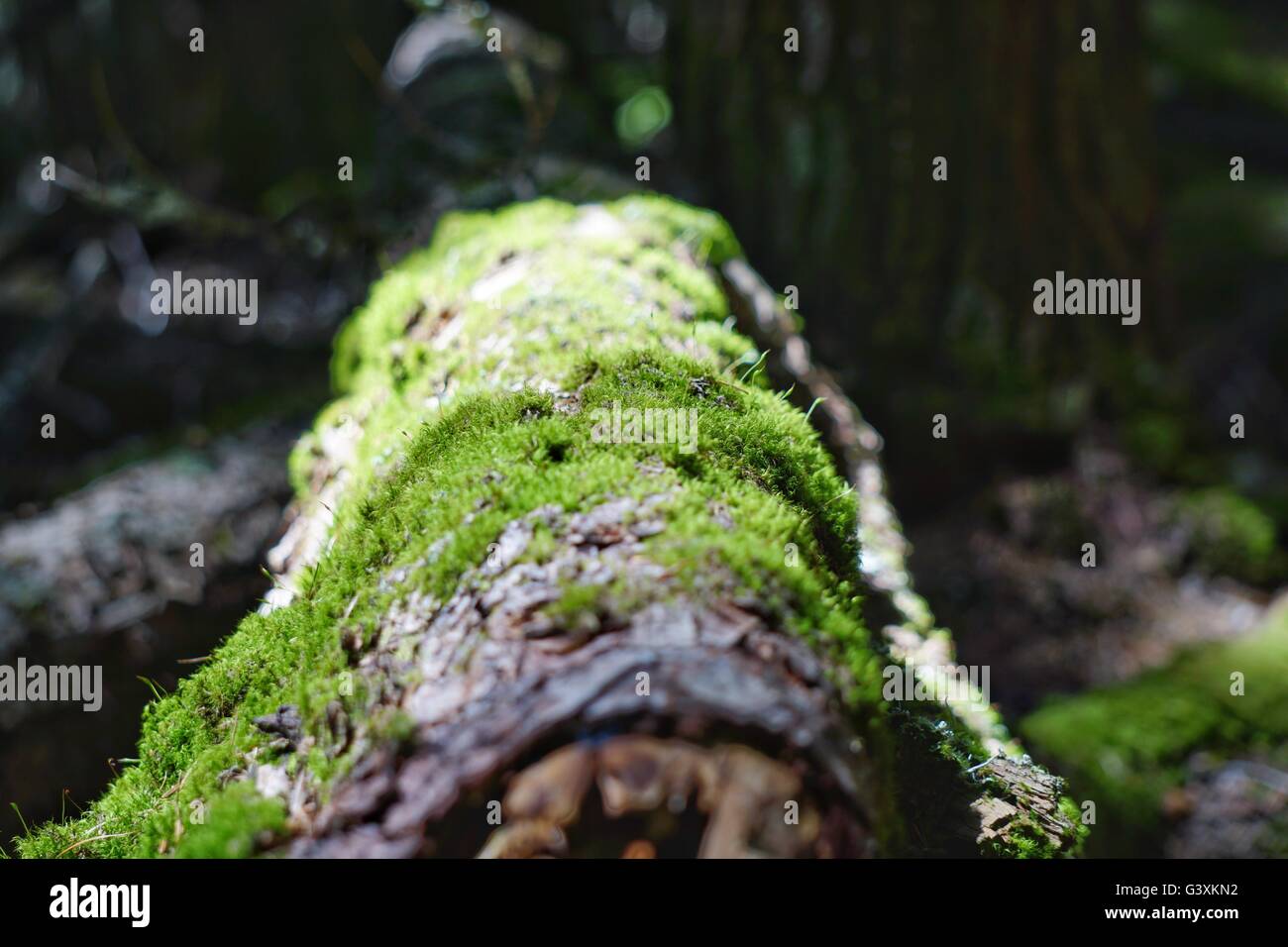 Moss log hi-res stock photography and images - Alamy