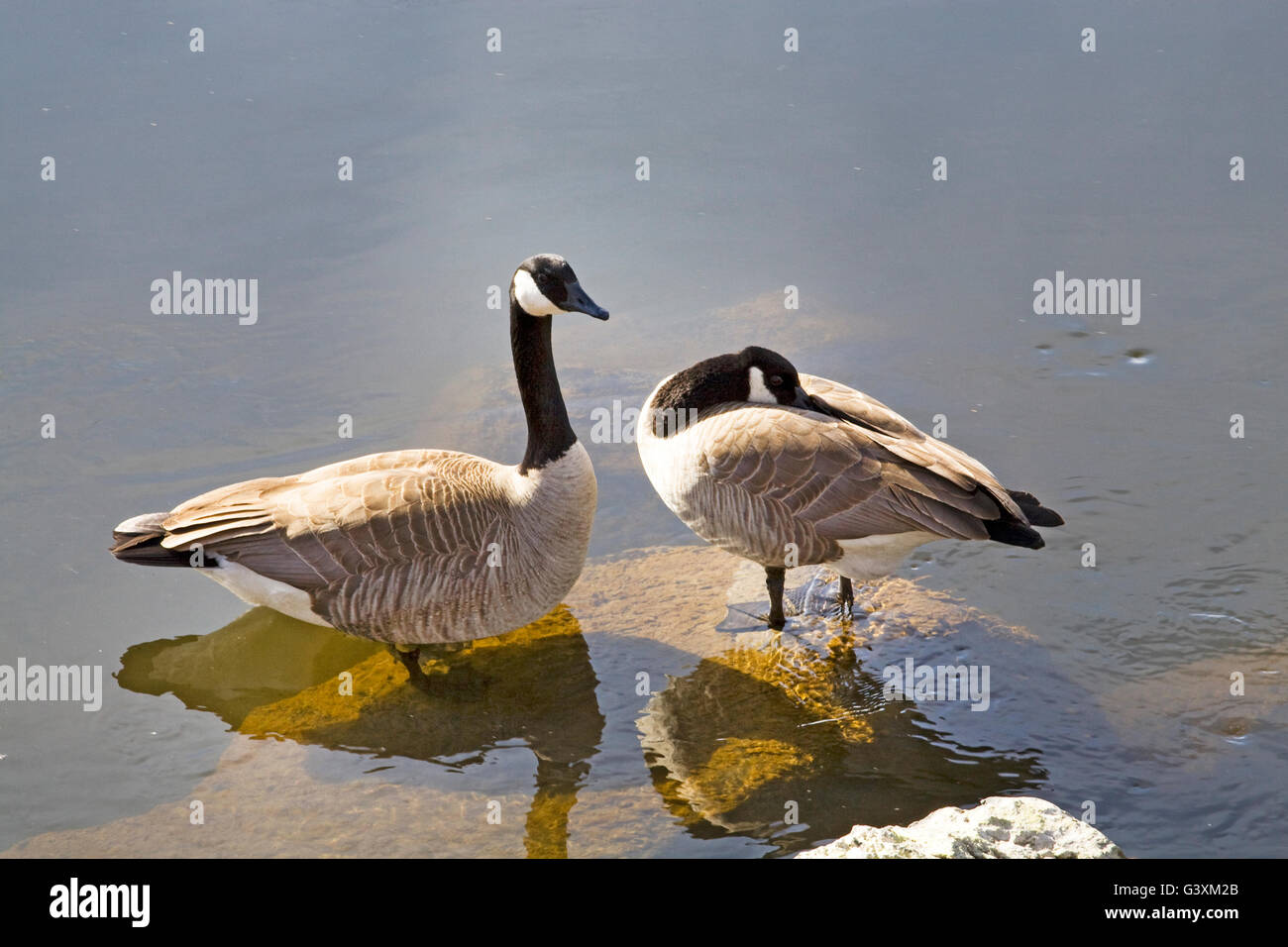 Canada goose sleeping hi-res stock photography and images - Alamy
