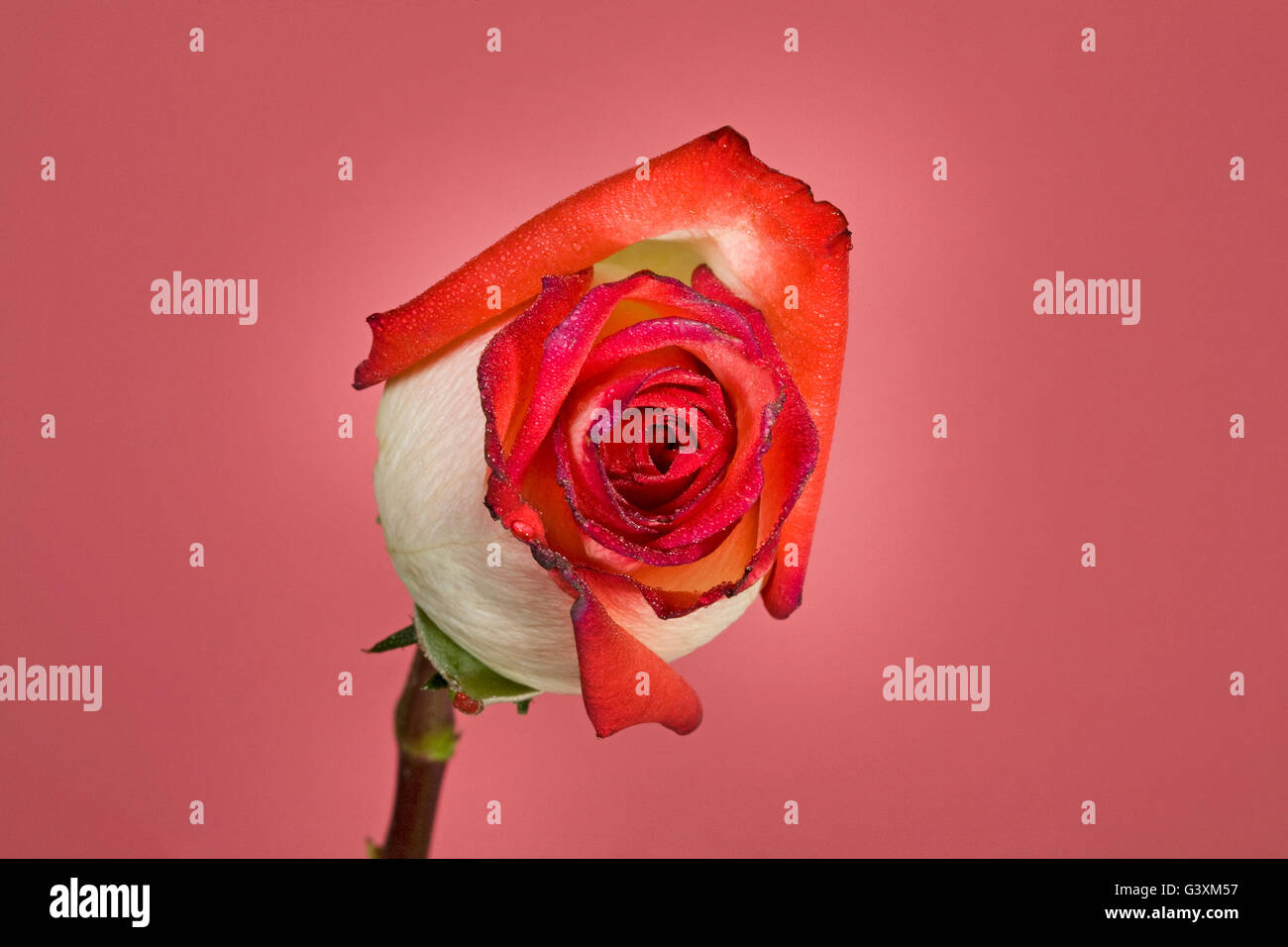 Red garden rose bud hi-res stock photography and images - Alamy