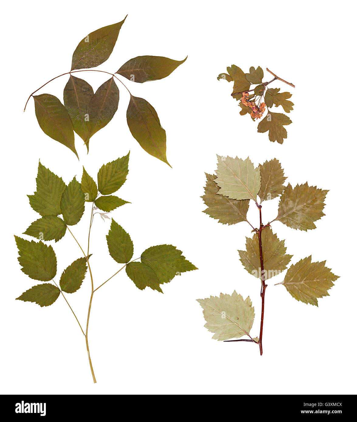 Set of wild dry pressed flowers and leaves, isolated Stock Photo - Alamy