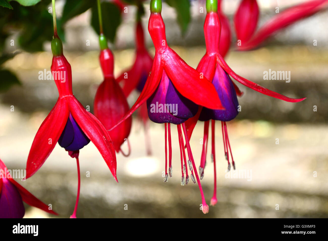 Hardy fuchsia hi-res stock photography and images - Alamy