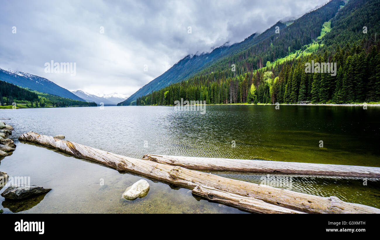 Logs floating in Duffy Lake along Highway 99, the Duffy Lake Road, in ...