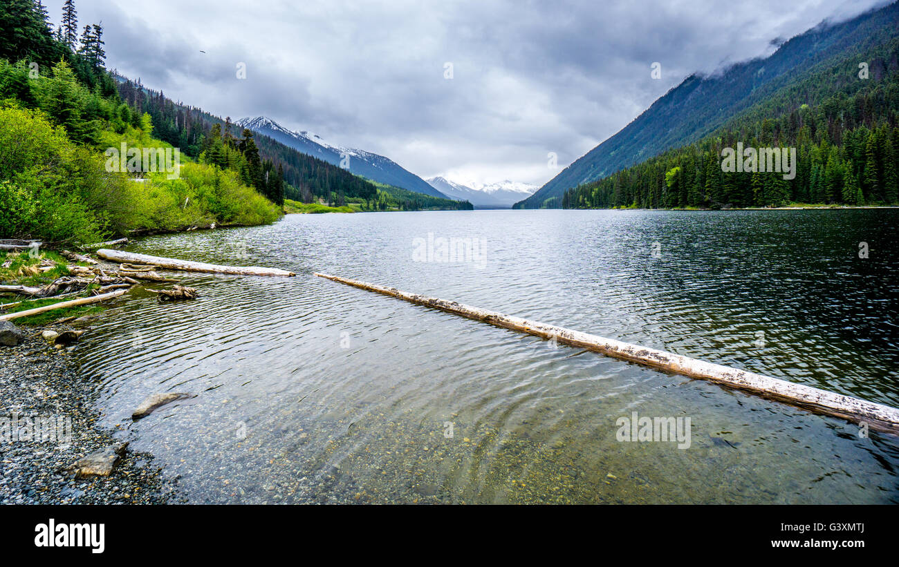 Logs floating in Duffy Lake along Highway 99, the Duffy Lake Road, in ...
