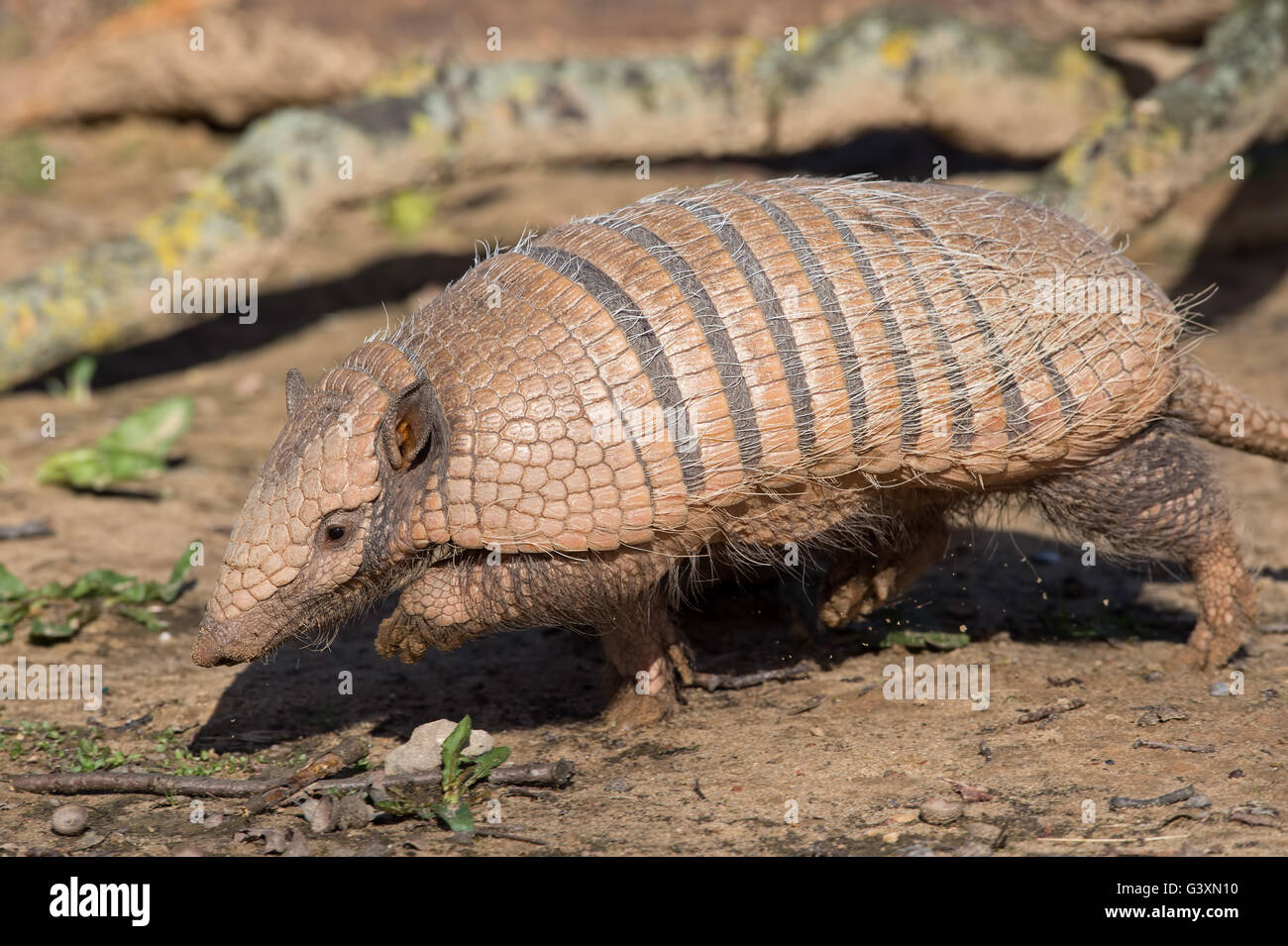 Six-Banded Armadillo (Euphractus Sexcinctus Stock Photo - Alamy