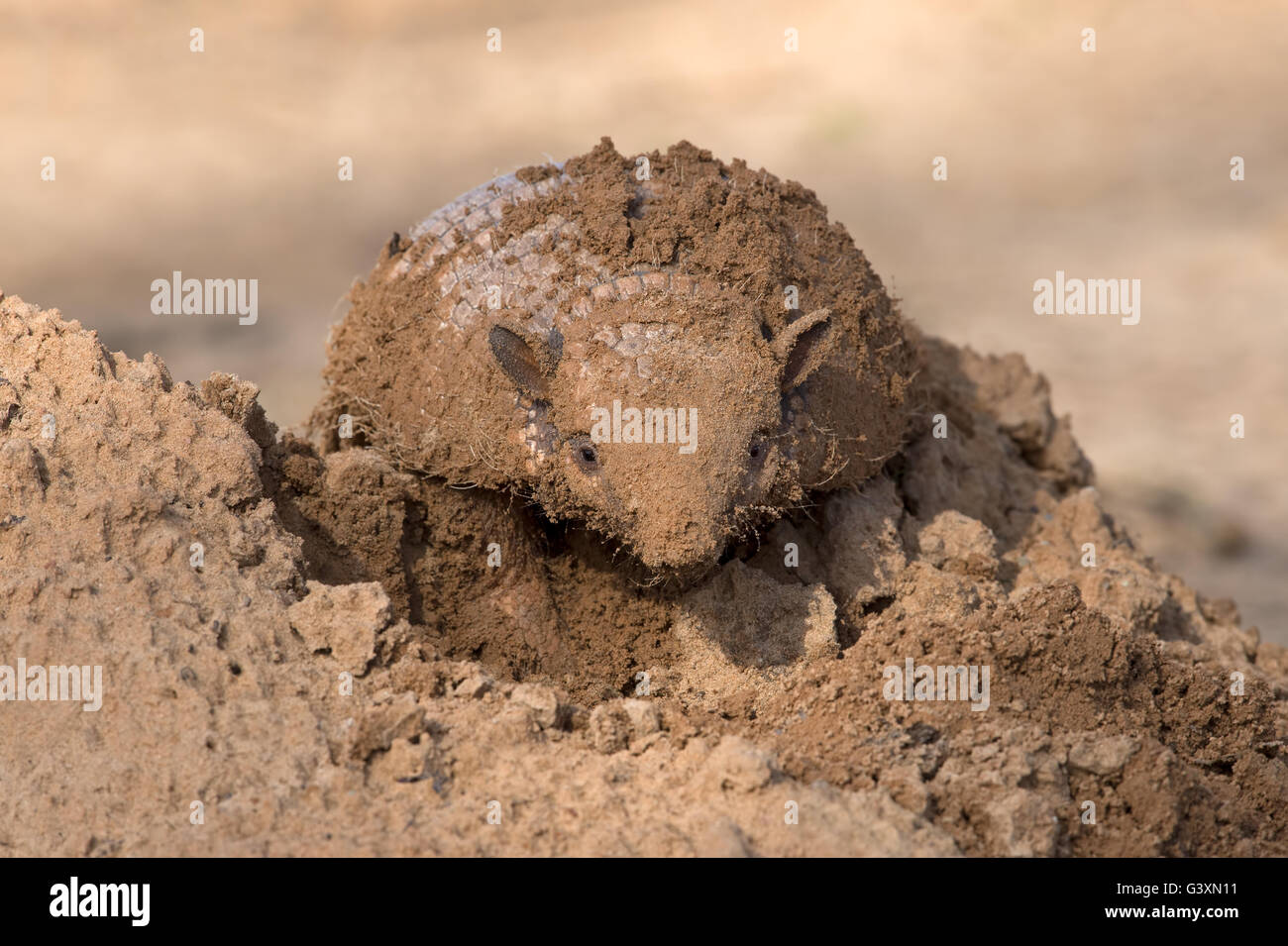 Six-Banded Armadillo (Euphractus Sexcinctus Stock Photo - Alamy