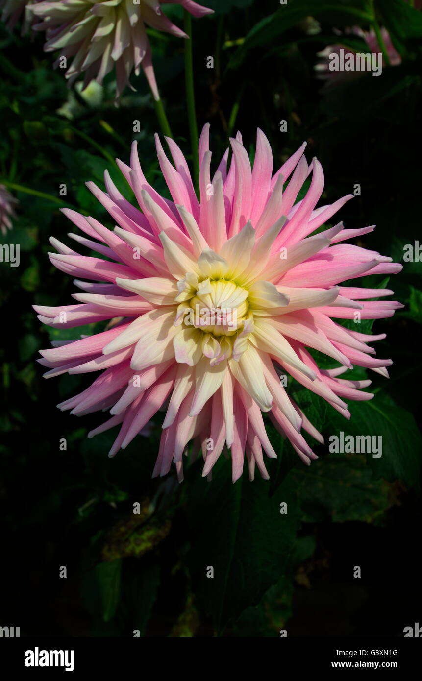 A single pink cactus dahlia Stock Photo - Alamy
