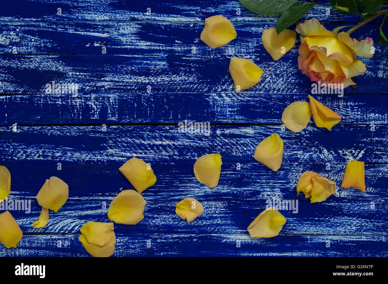 Yellow rose blue background hi-res stock photography and images - Alamy