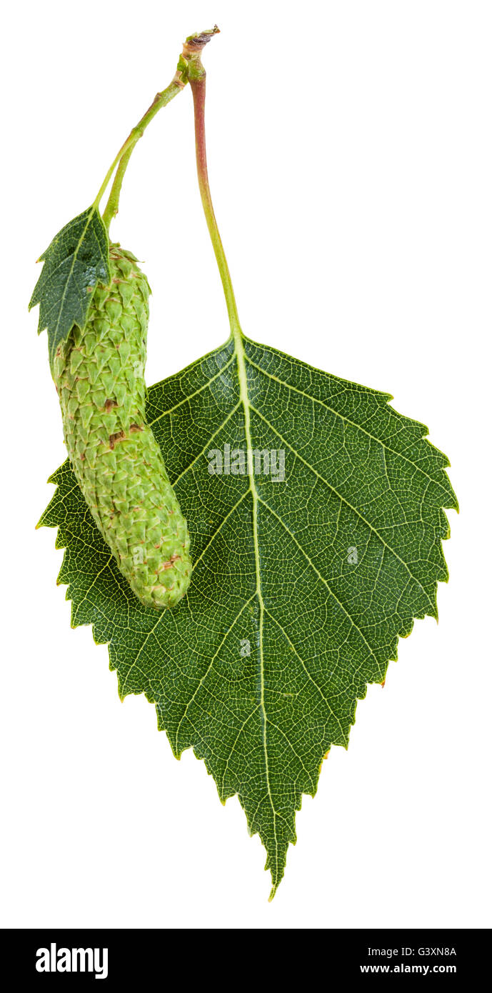 Silver birch leaf betula pendula Cut Out Stock Images & Pictures - Alamy