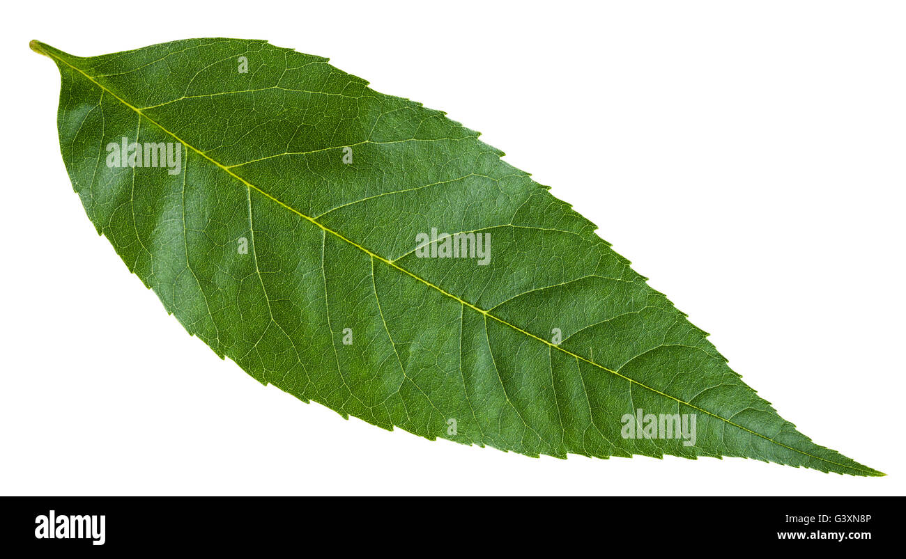 green leaf of Fraxinus excelsior tree (ash, European ash, common ash ...