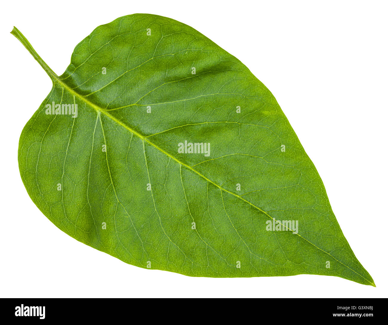 green leaf of Syringa vulgaris (lilac, common lilac) isolated on white ...