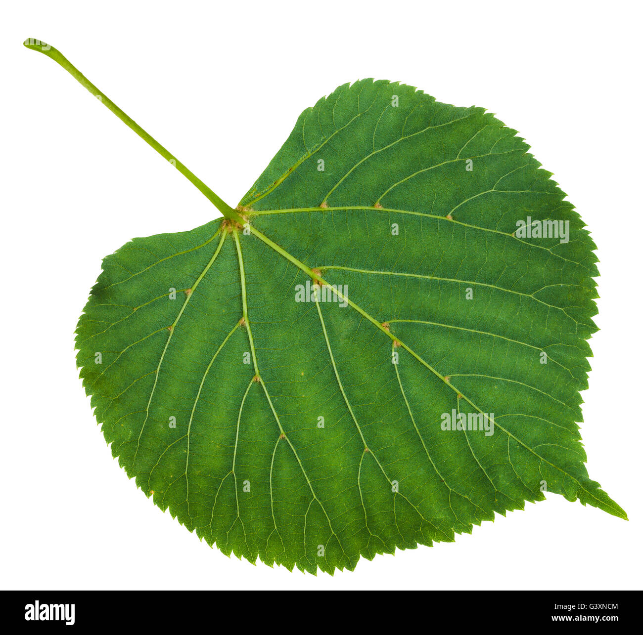 back side of green leaf of Tilia platyphyllos tree ( largeleaf linden ...