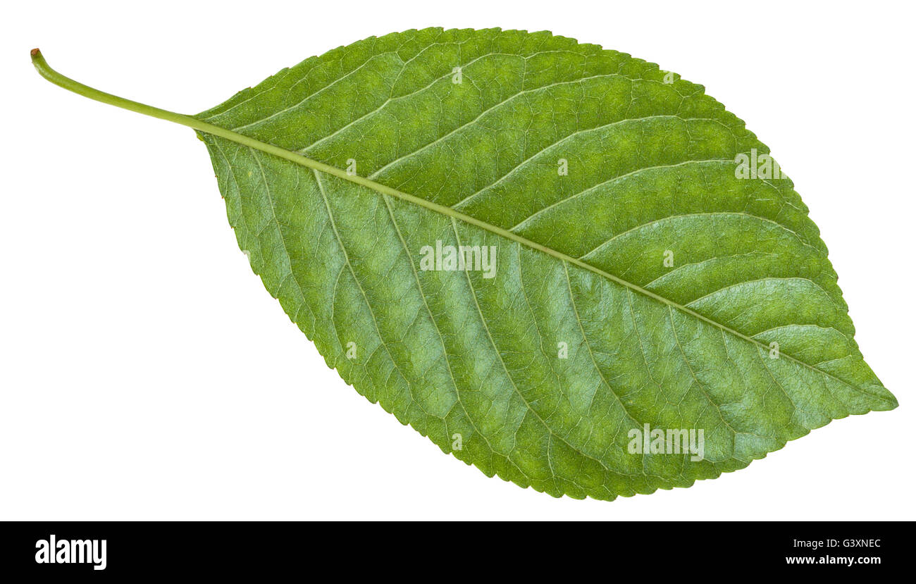 Real Green Leaf