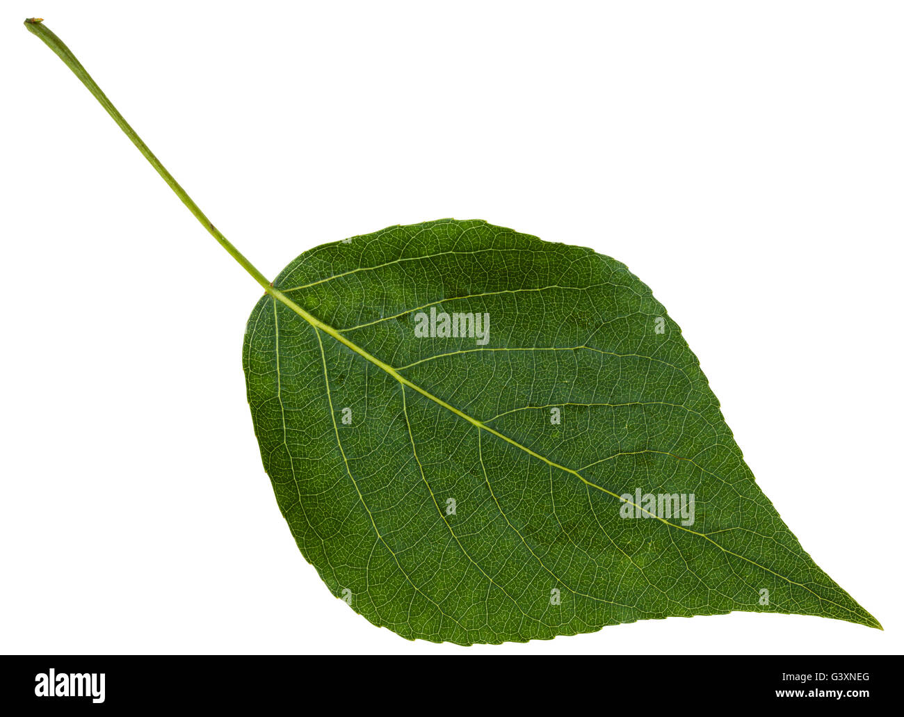 green leaf of black poplar (populus nigra) isolated on white background Stock Photo - Alamy