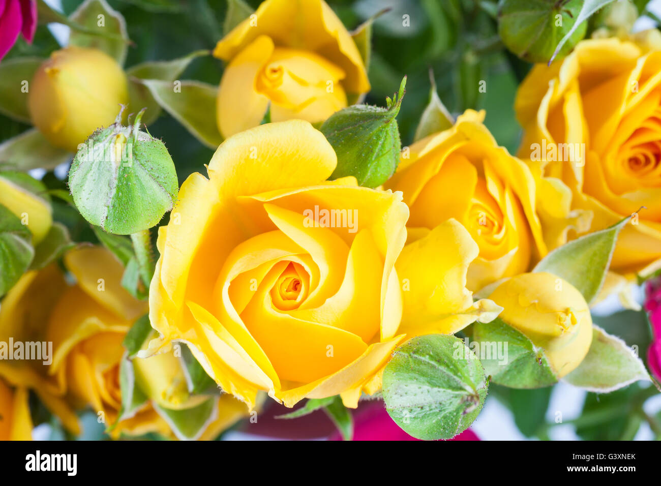 Yellow Rosebuds High Resolution Stock Photography and Images - Alamy