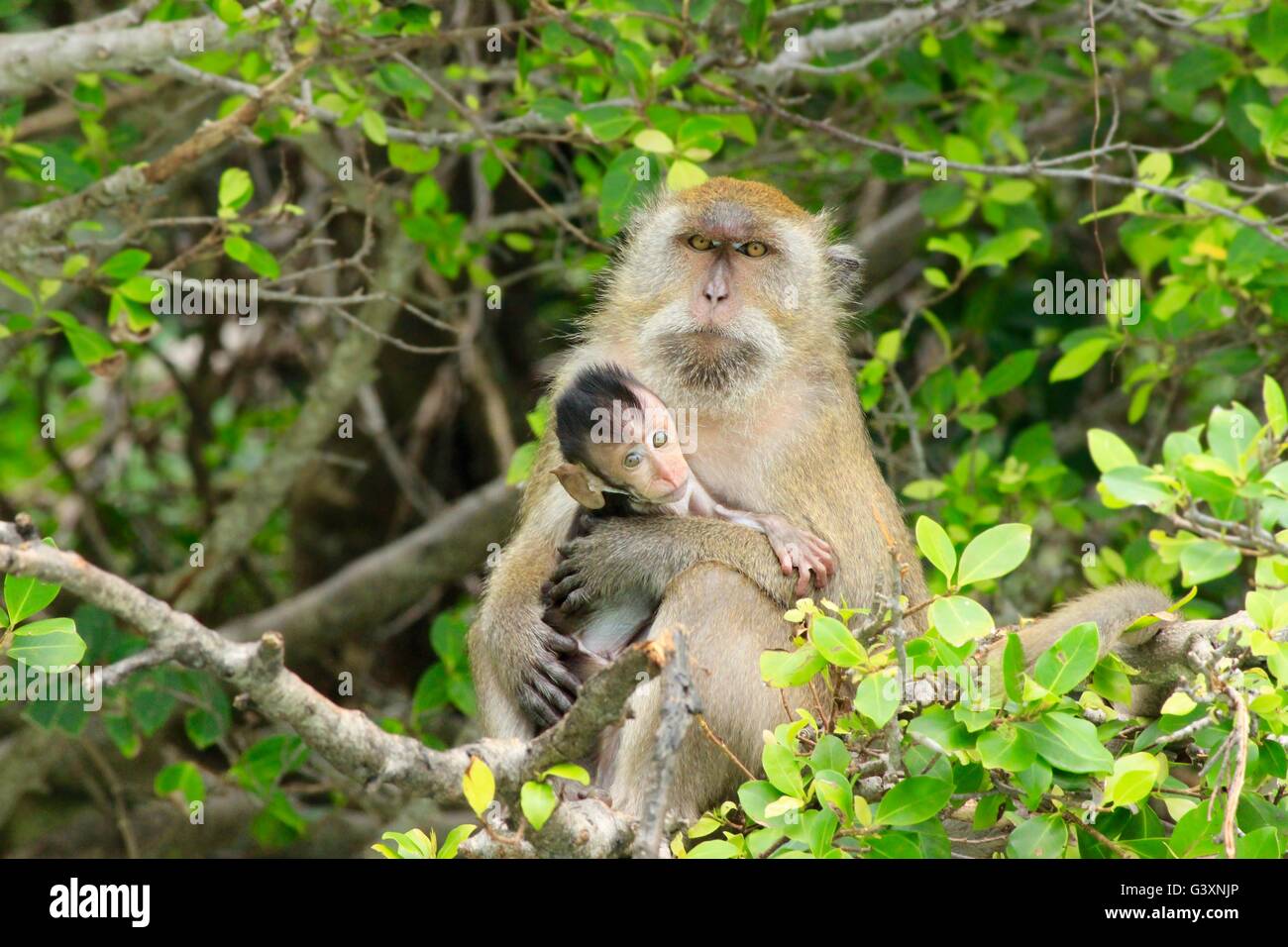 Thai monkey & child staring from a tree Stock Photo - Alamy