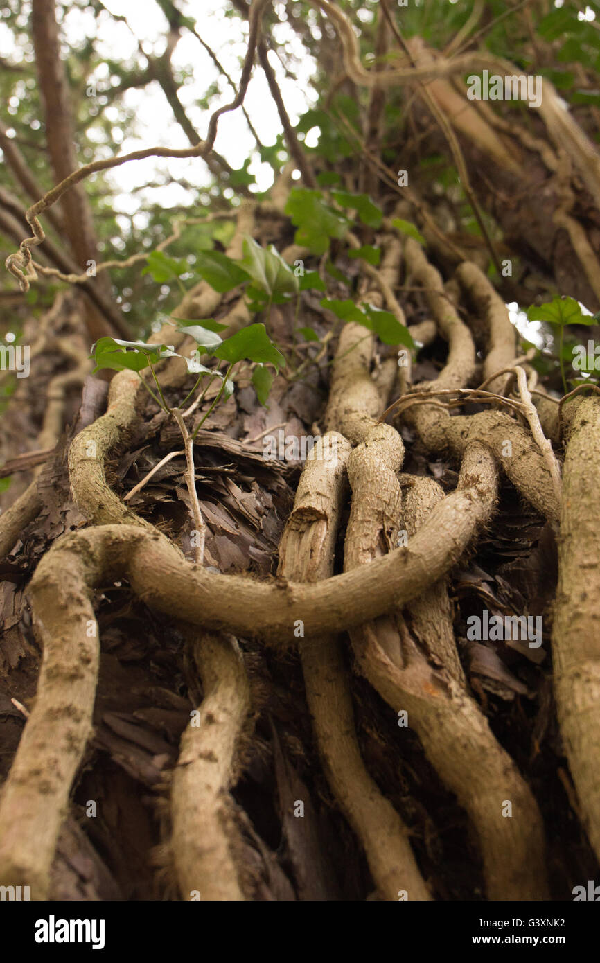 Vines tree hi-res stock photography and images - Alamy