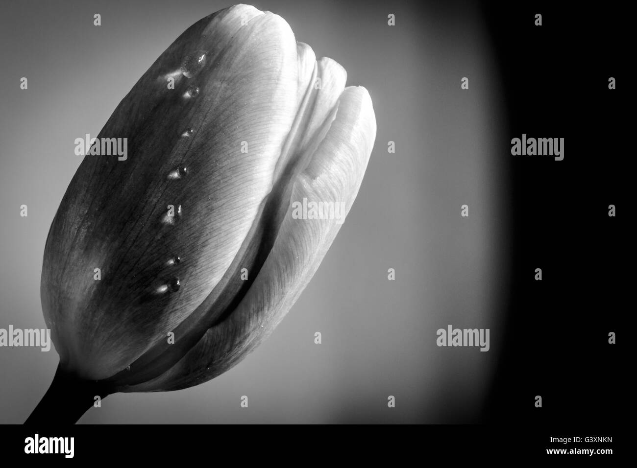 Black & white sad weeping tulip close-up macro Stock Photo - Alamy