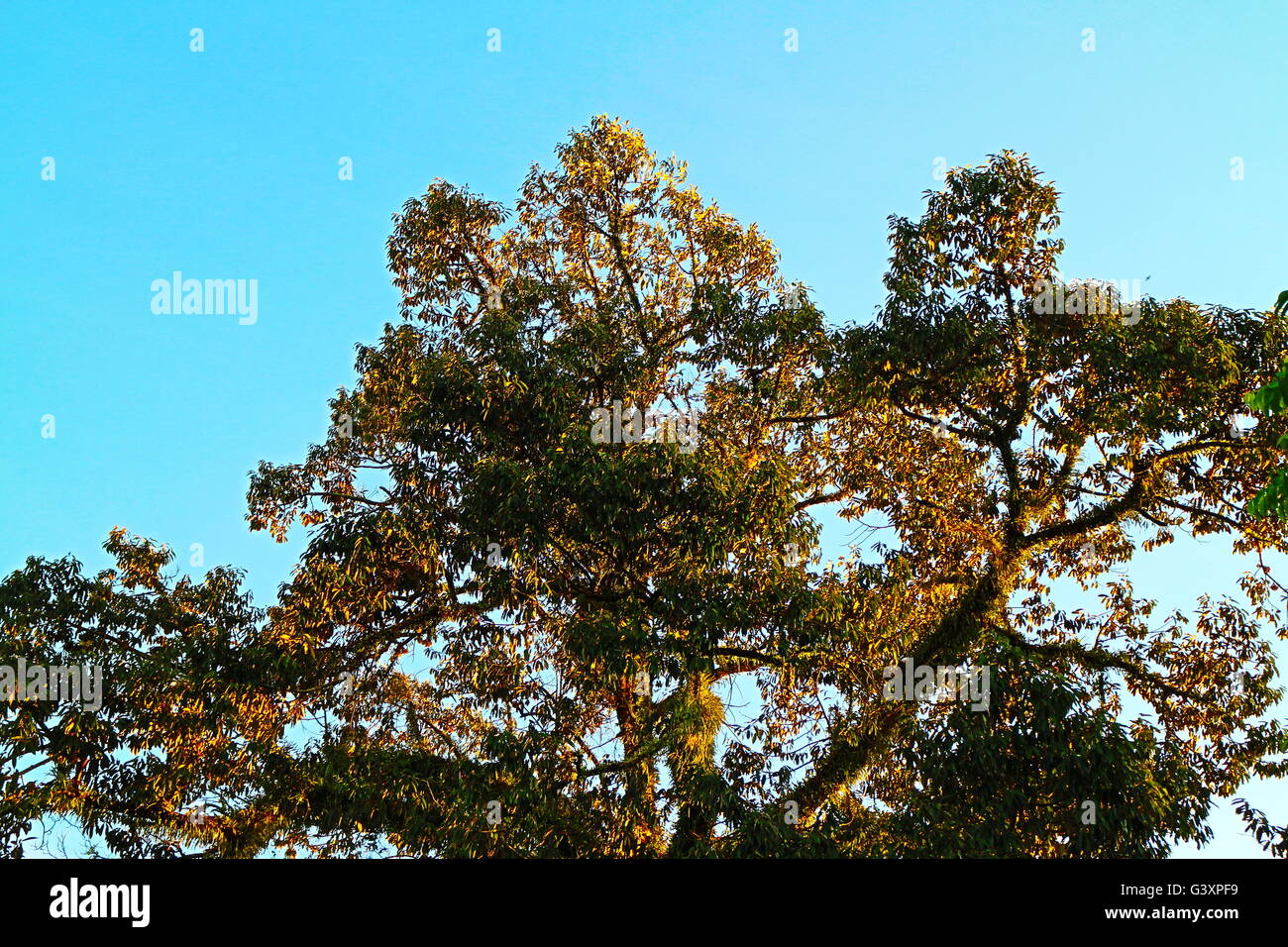 Tree in the summer Stock Photo - Alamy