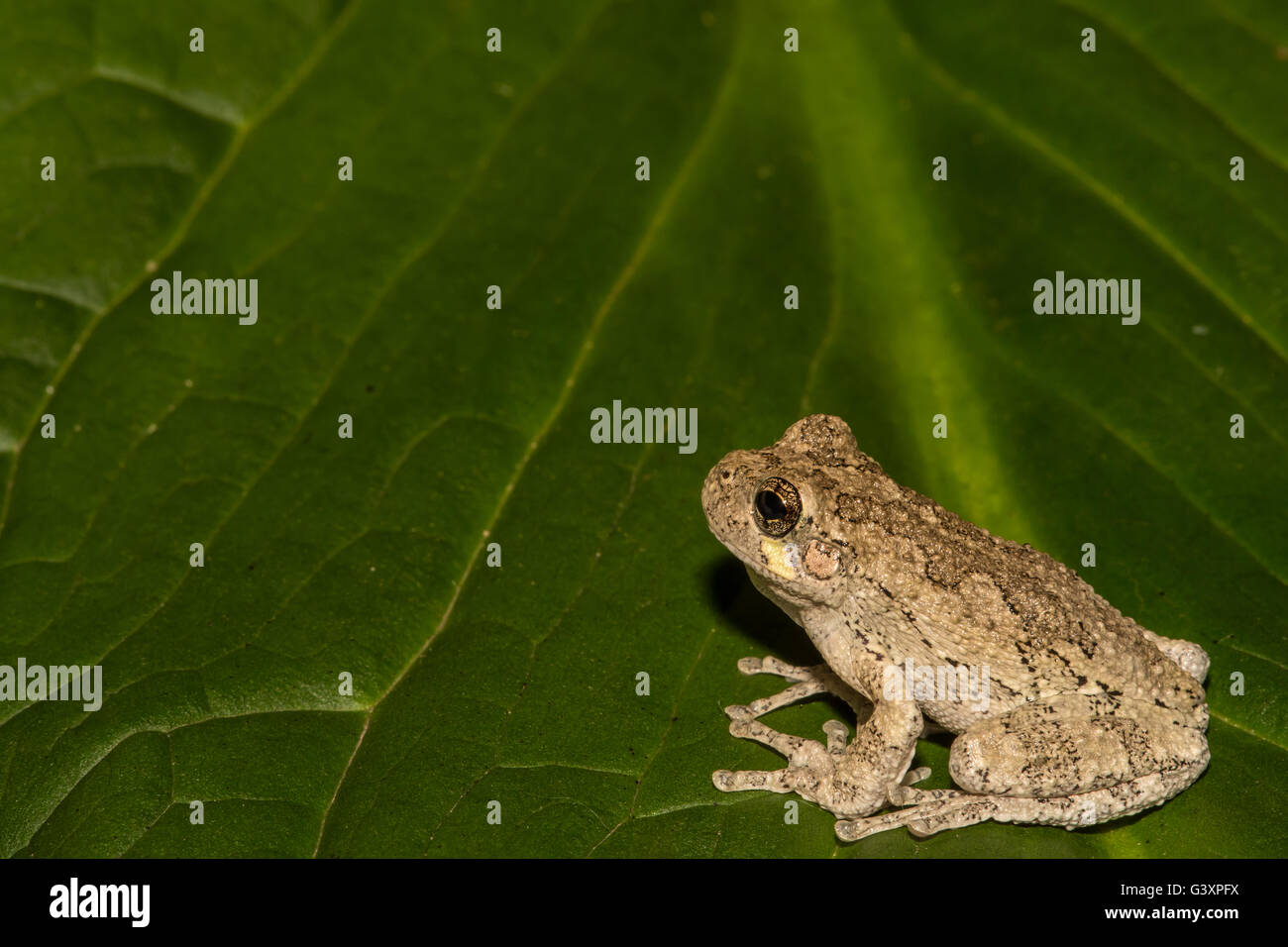 A Gray Treefrog climbing on a skunk cabbage leaf Stock Photo - Alamy