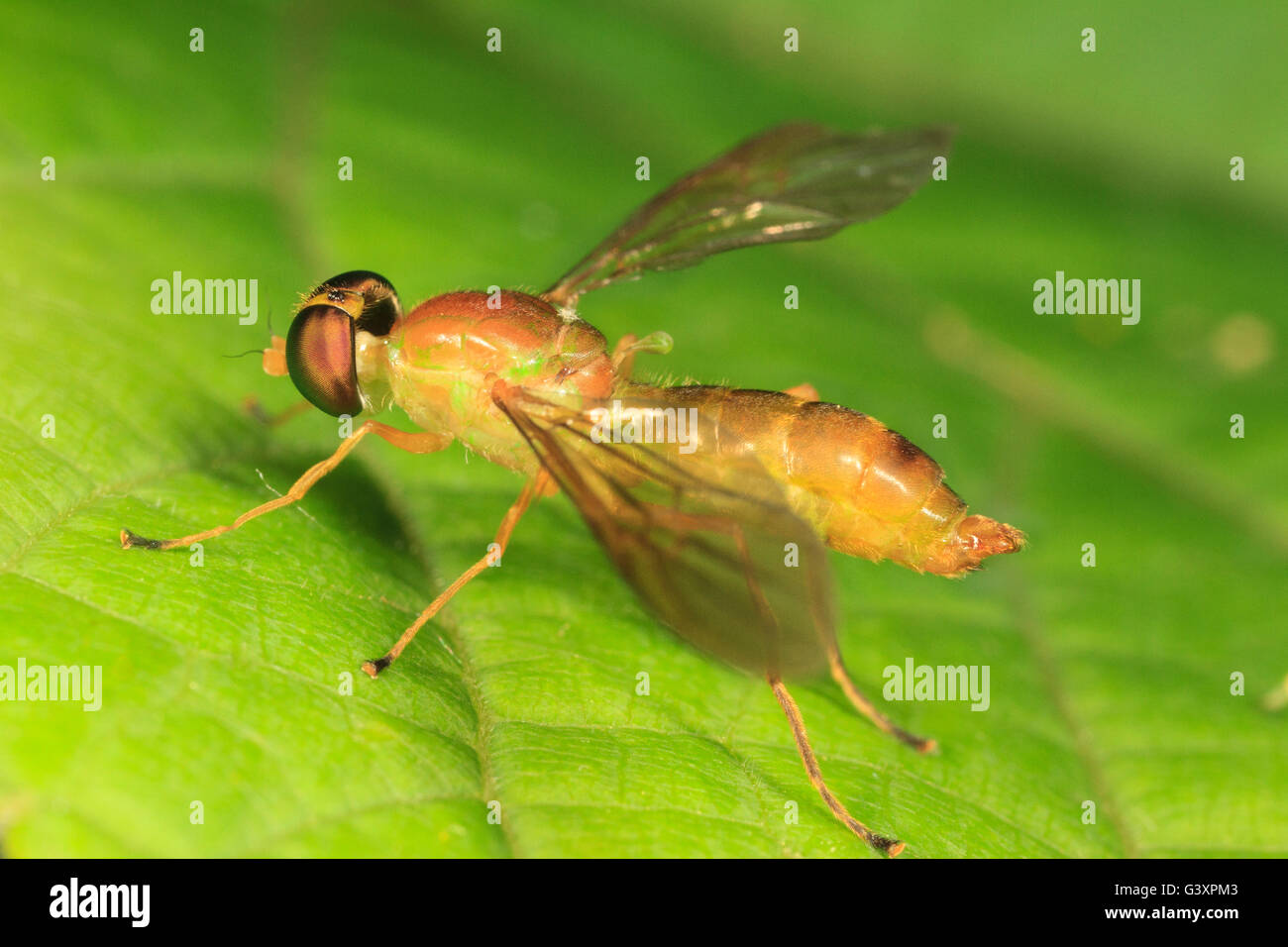 Soldier fly (Ptecticus trivittatus) on leaf Stock Photo - Alamy