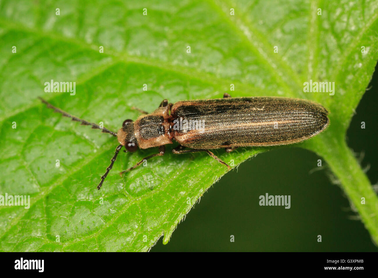 Click beetle (Denticollis denticornis) on leaf Stock Photo - Alamy