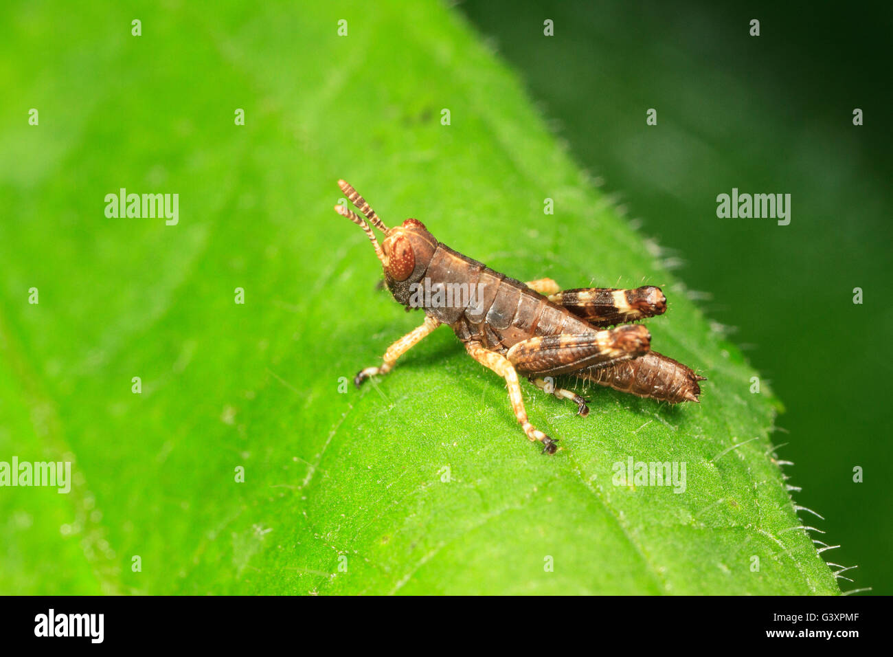 Grasshopper nymph (Melanoplus sp Stock Photo - Alamy