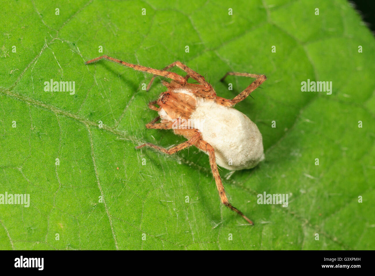 Dead spider infested with fungus Stock Photo - Alamy