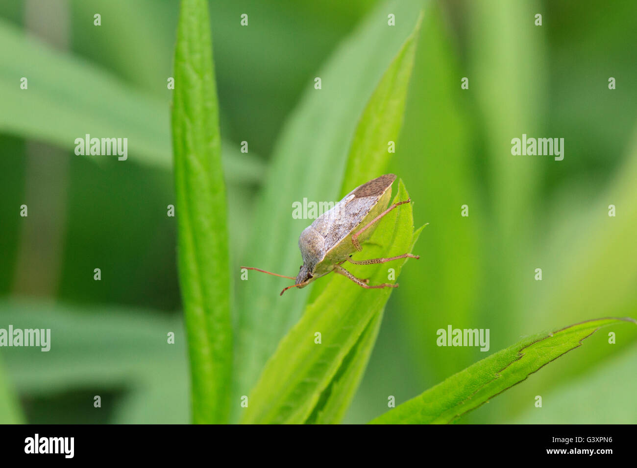 Brown stink bug (Euschistus servus Stock Photo - Alamy