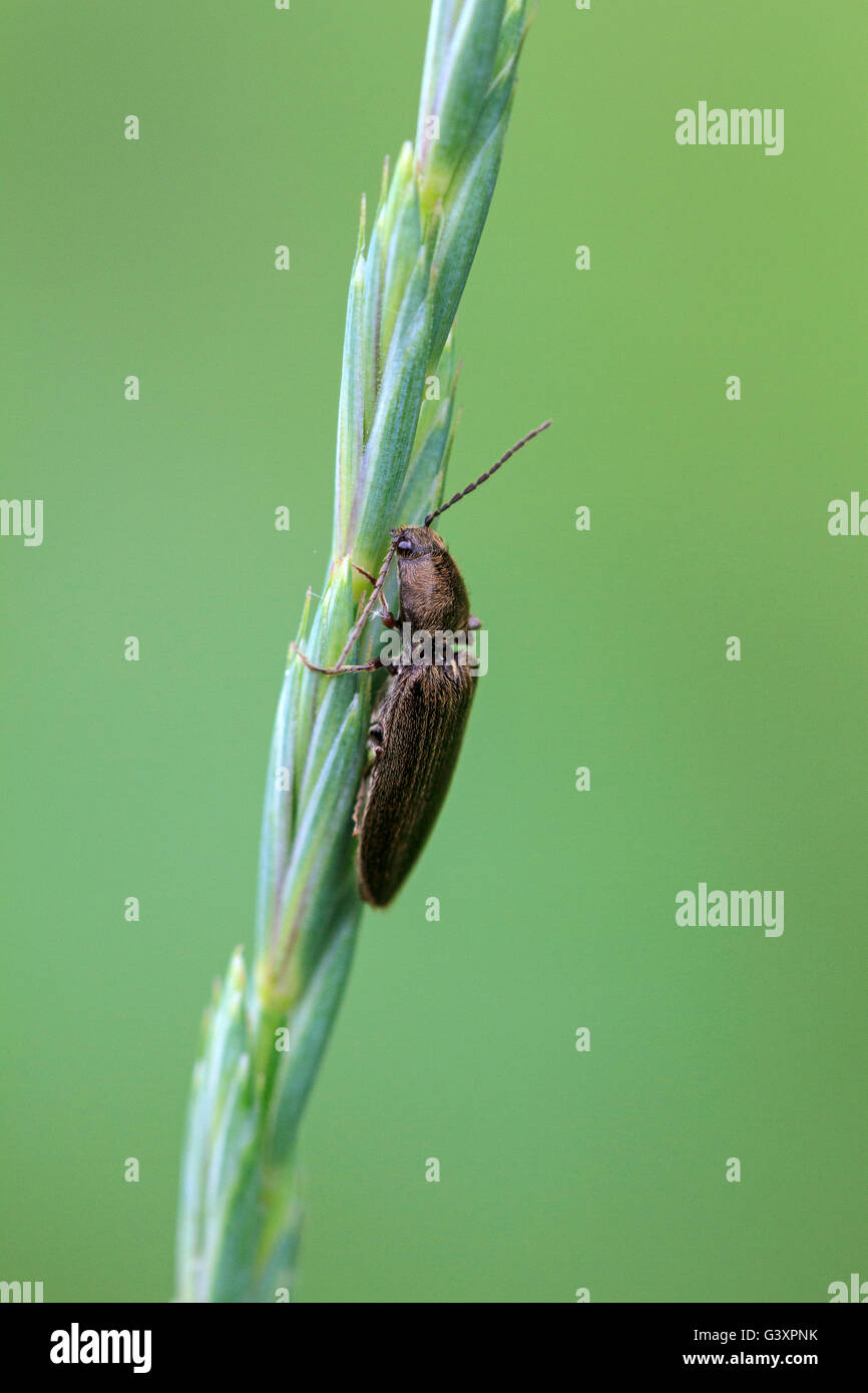 Limonius sp hi-res stock photography and images - Alamy