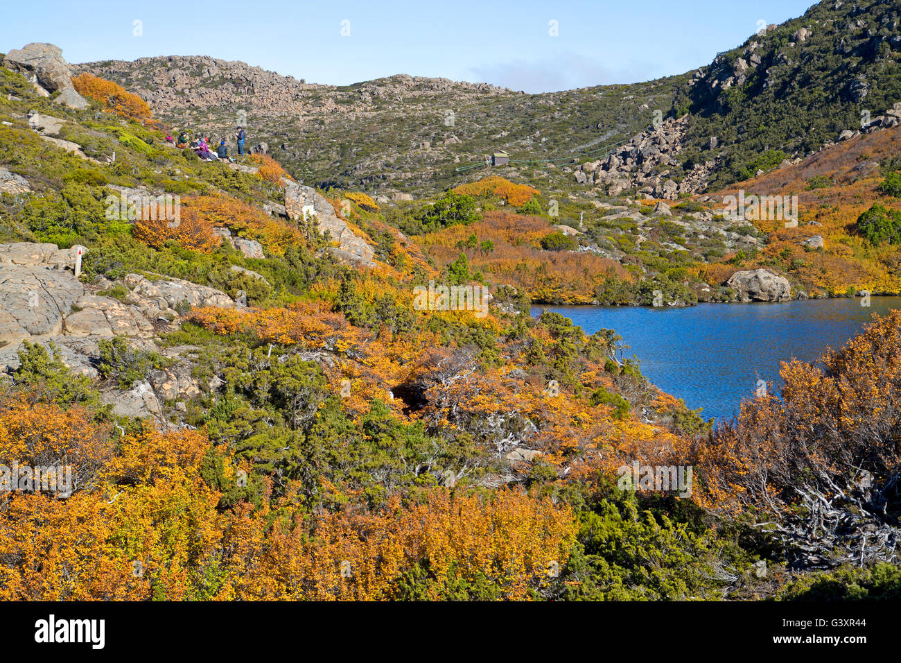Deciduous fagus (Nothofagus gunnii) on the Tarn Shelf in Mt Field ...
