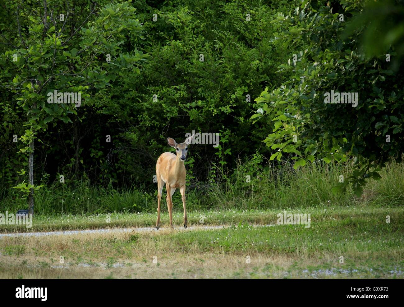 Whitetail deer walking from the forest Stock Photo - Alamy