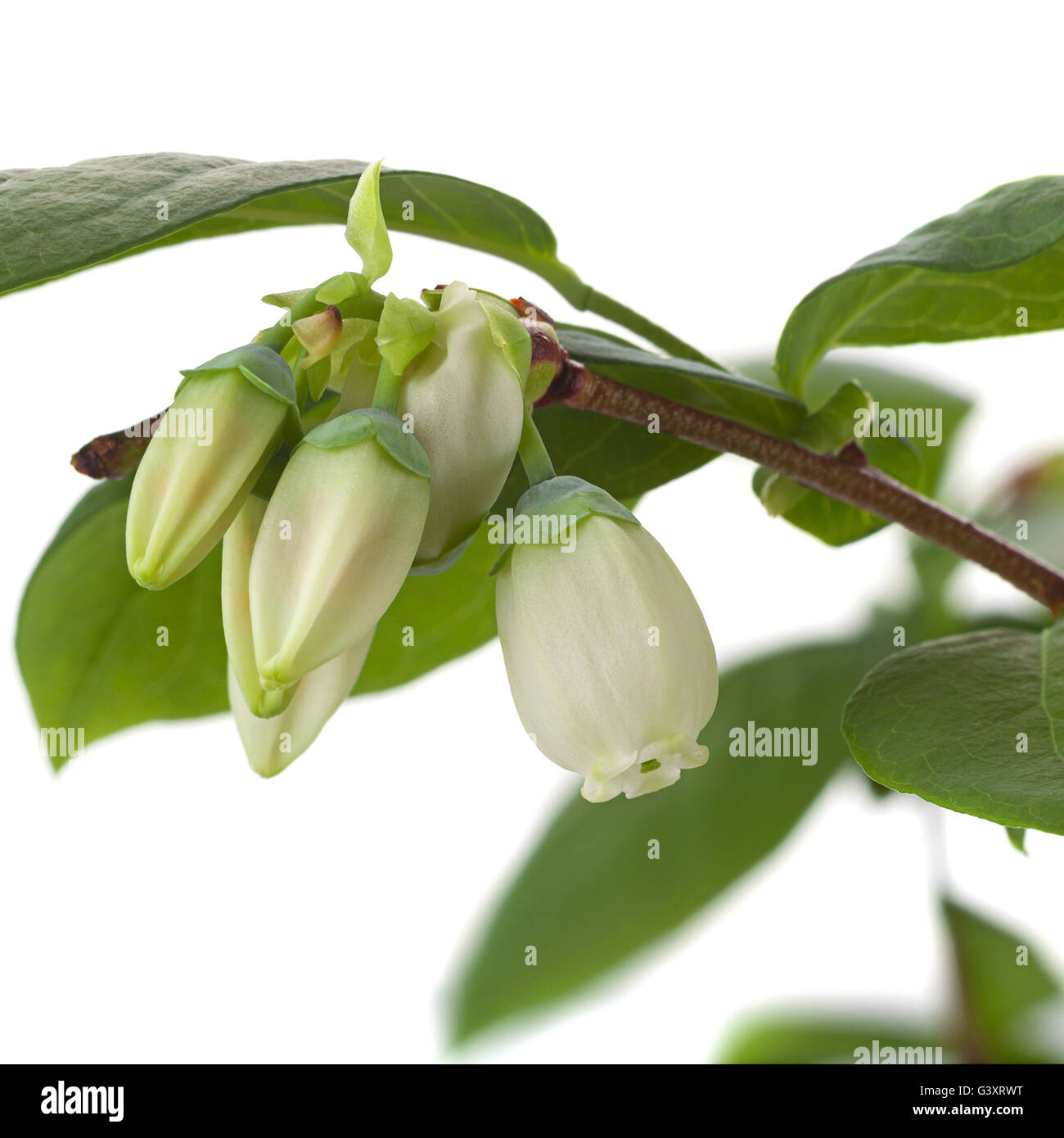 Blueberry flower hi-res stock photography and images - Alamy