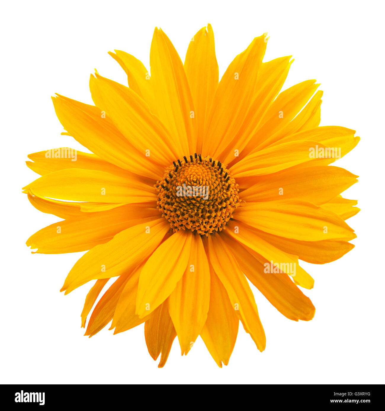 Daisy flower head hi-res stock photography and images - Alamy