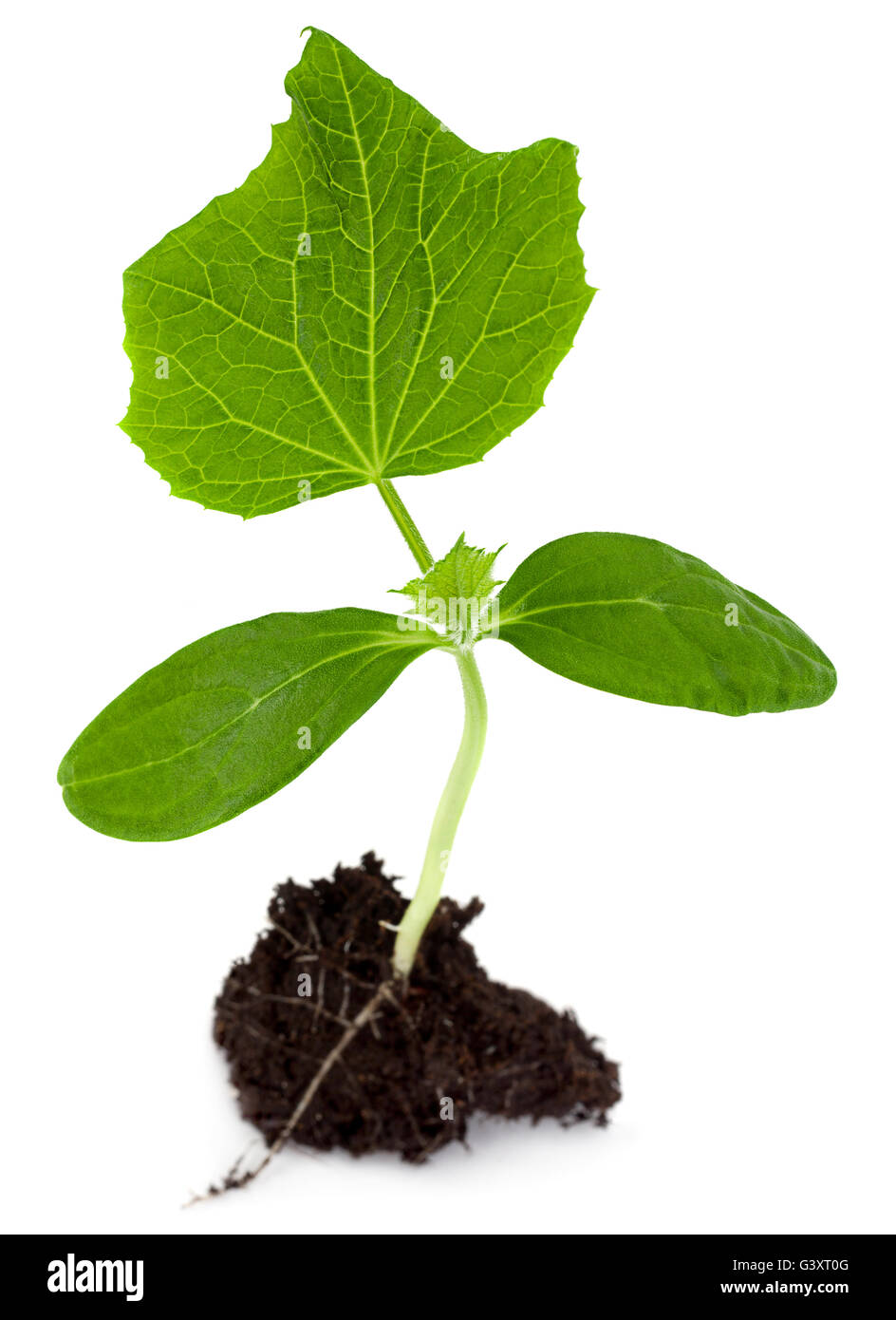 Sprout cucumber hi-res stock photography and images - Alamy