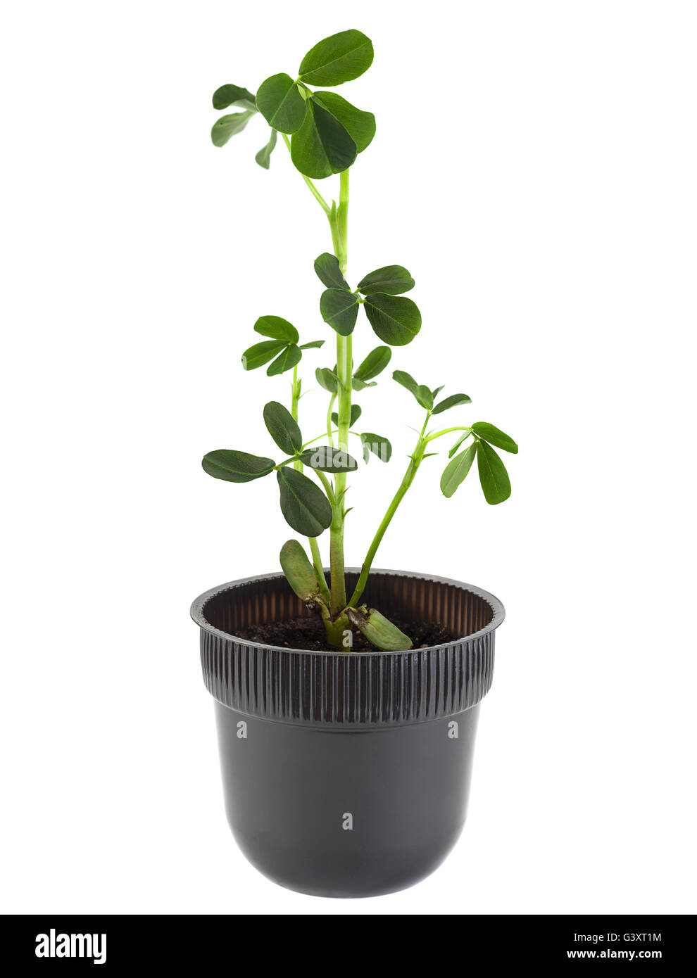 Groundnut plants hi-res stock photography and images - Alamy