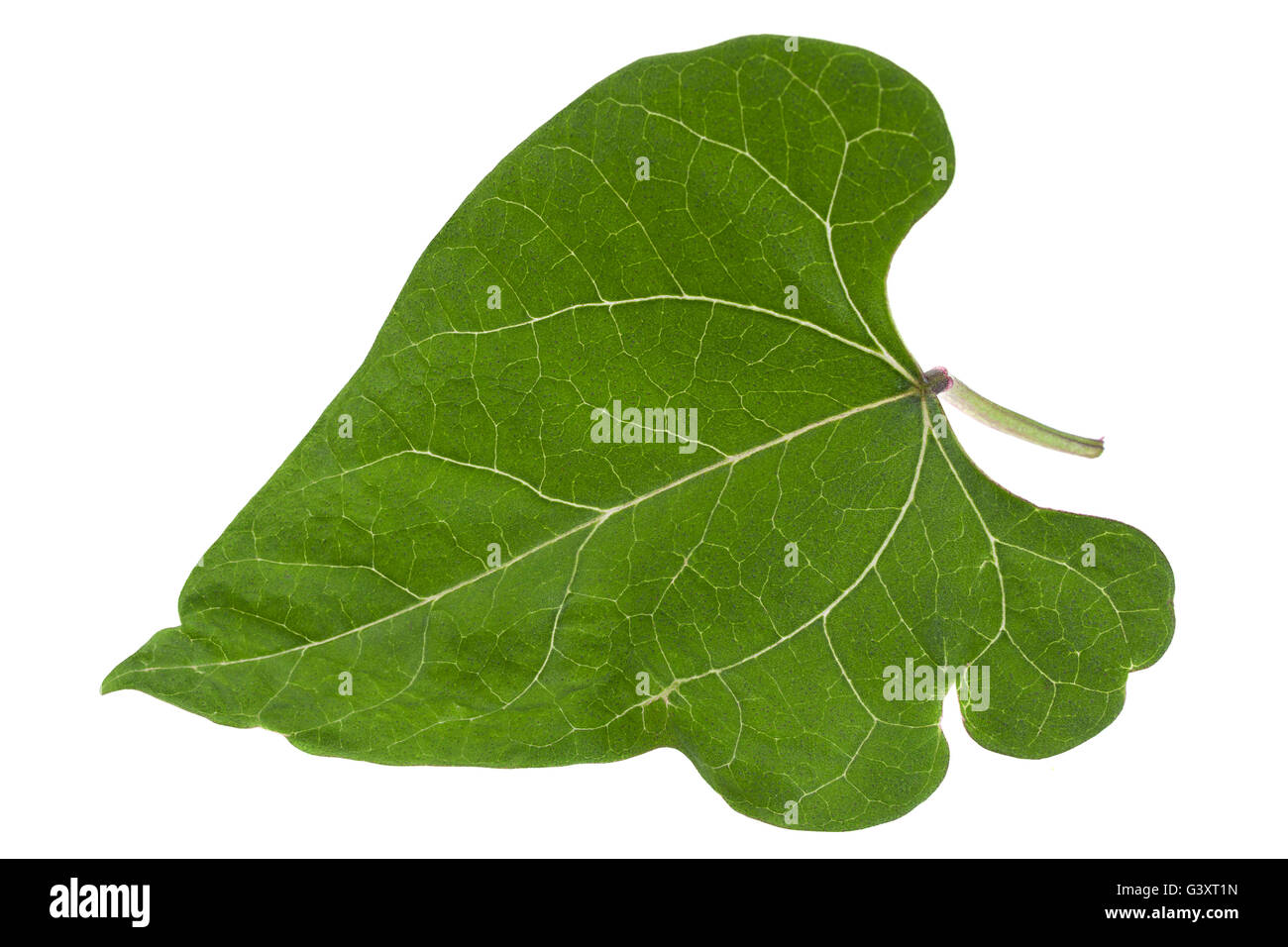 Kidney bean closeup leaf isolated on white background Stock Photo - Alamy