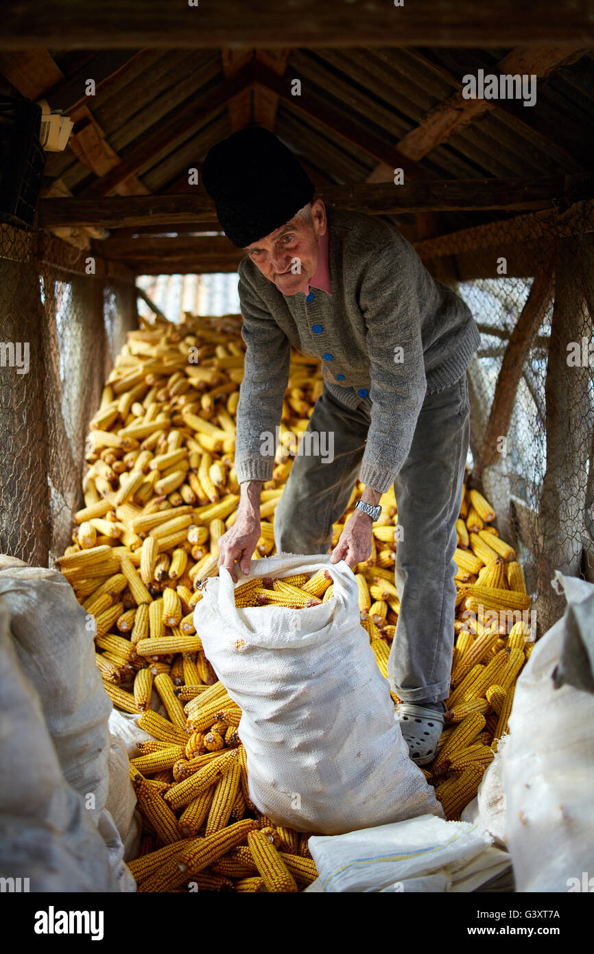 Farmer picking corn in field hi-res stock photography and images - Alamy