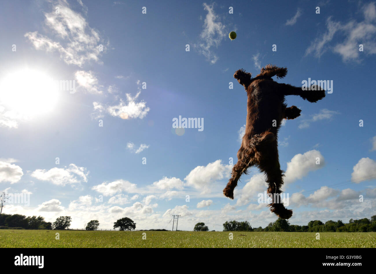 Ripe, Sussex, UK. June 15 2016. A cocker spaniel leaps for a tennis ...