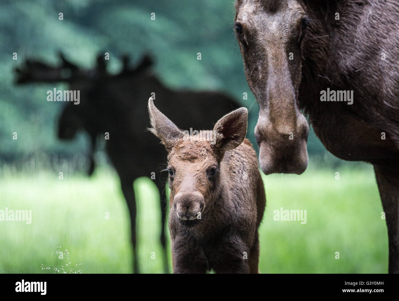 Hanau, Germany. 16th June, 2016. Moose 'Kalle' (m) is about one month ...