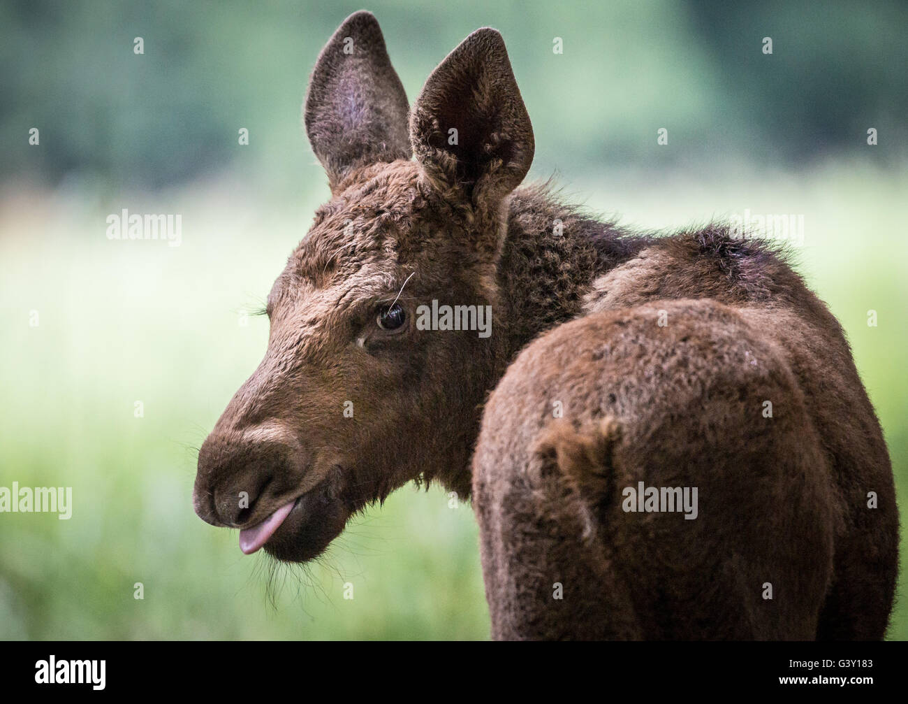 Hanau, Germany. 16th June, 2016. Moose 'Kalle' (m) is about one month ...