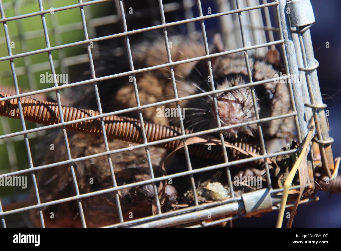 Ambatofotsy Est, Madagascar. 21st Apr, 2016. A rat is caught in a trap ...
