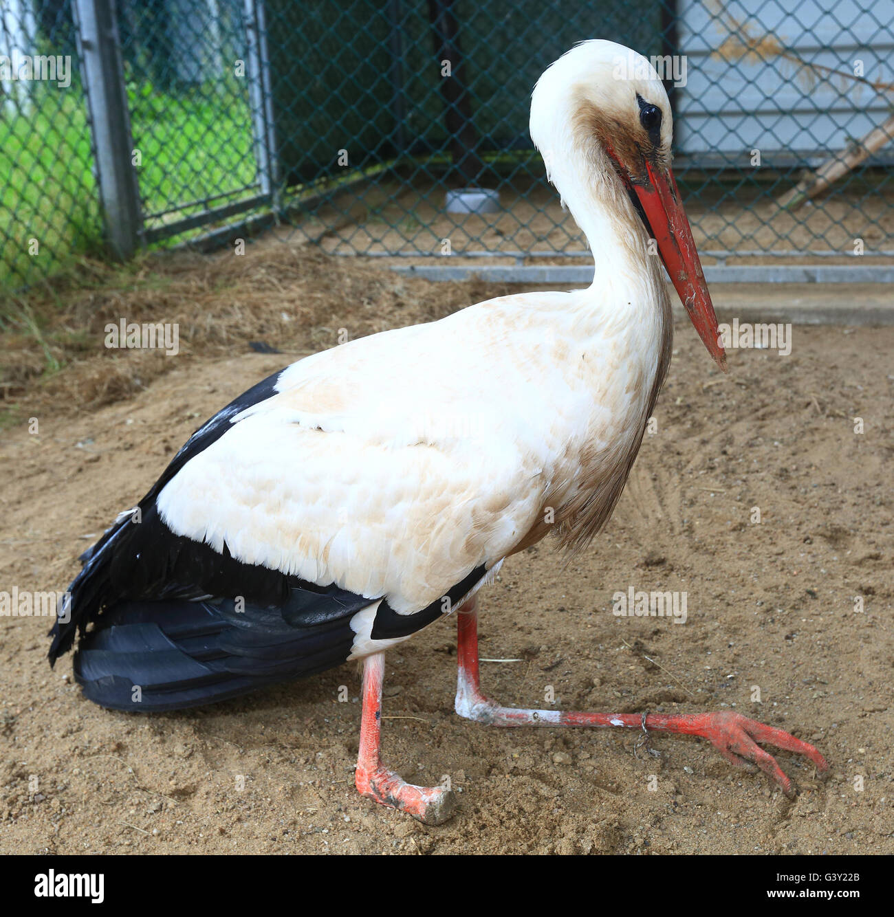 Loburg, Germany. 16th June, 2016. An injured white stork sits on the ...