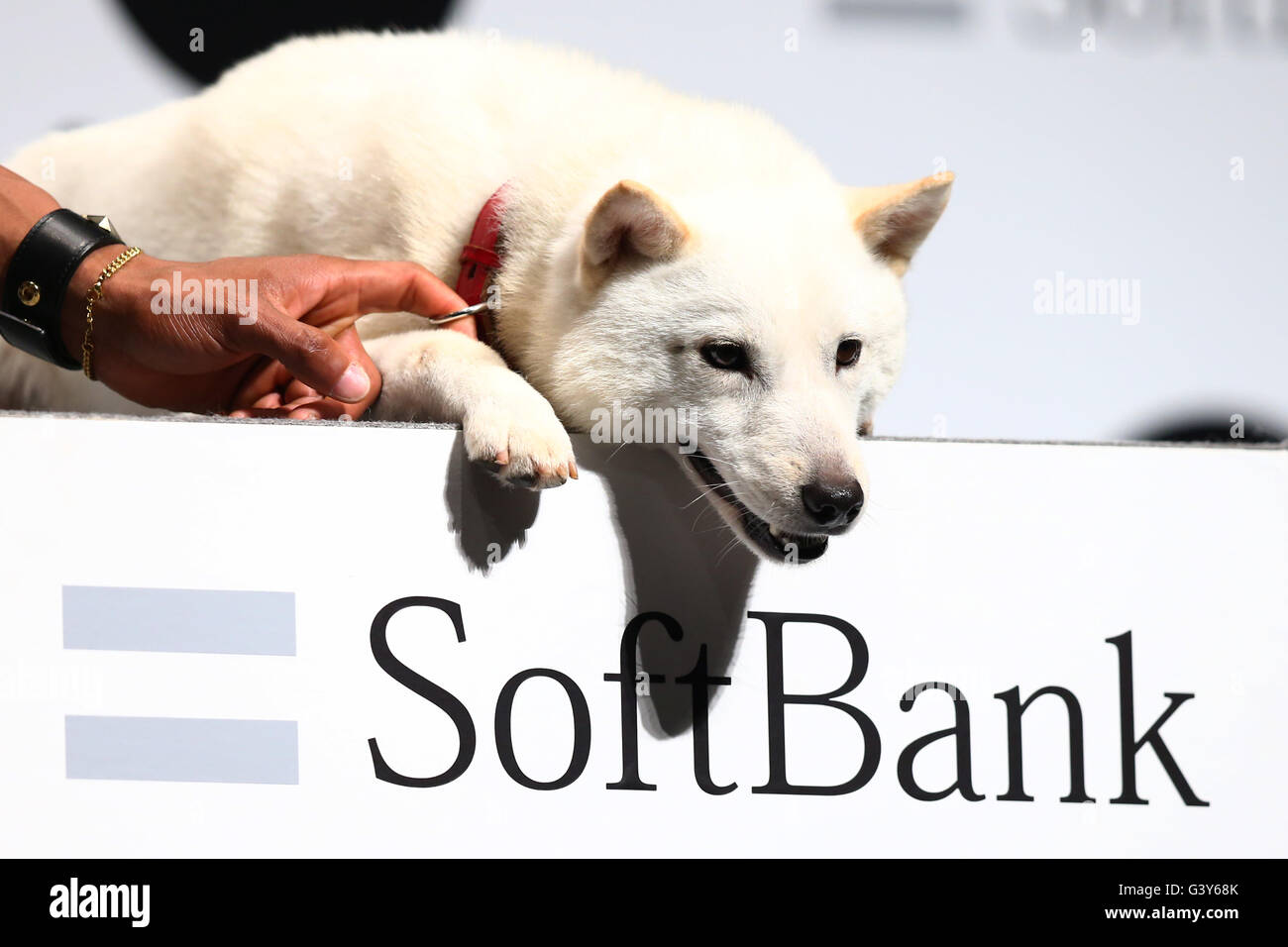 SoftBank's mascot dog attends the new TV commercial press conference in ...